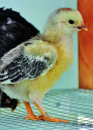 Brooder Box Plans: Build Your Own Brooder Cabinet - Backyard Poultry